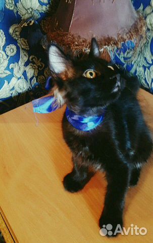 Котенок