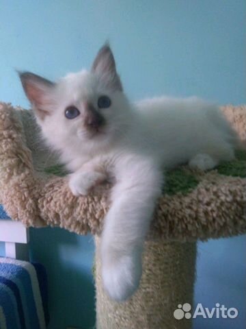 Продается котик священная бирма