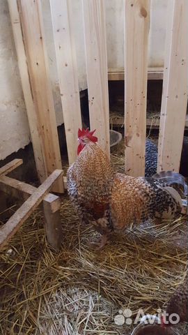 Продам семью белефельдер