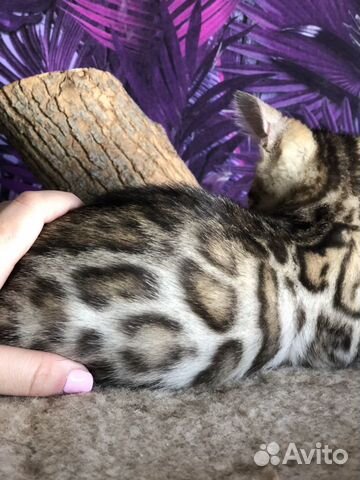 Бенгалочка в разведение