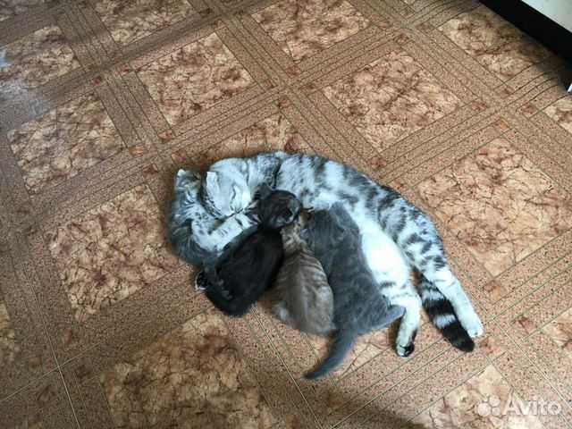 Шетландские котята