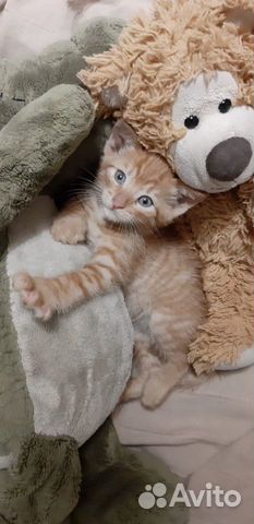 Красивый рыжий Котенок Кузя 1 месяц в добрые руки