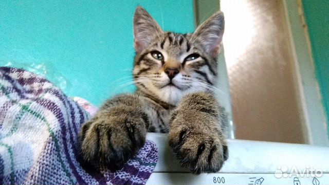 Котёнок-котик