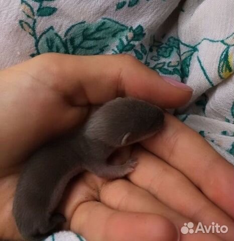 Ласка домашняя