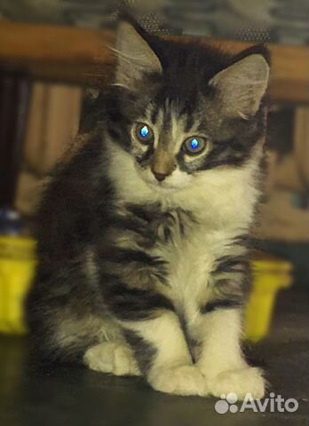 Котенок 3,5 мес. Мальчик