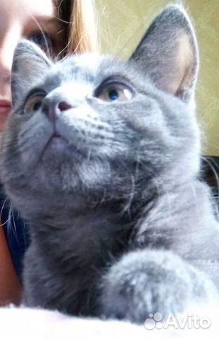 Мальчик Грей - метис породы русская голубая, в дар