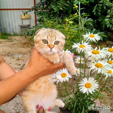 Золотинки и серебринки