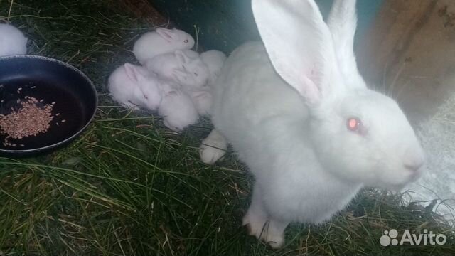 Продам кроликов