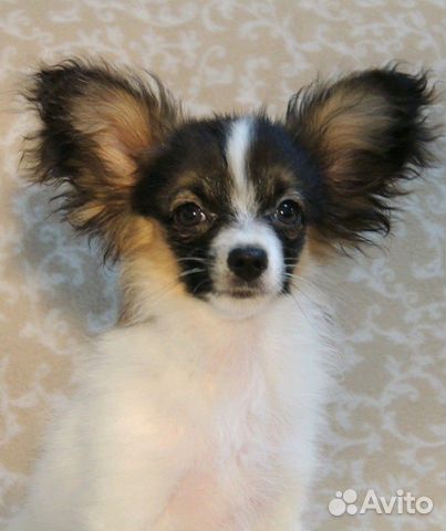 Щенок папийона