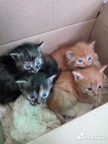 Пристрою котят