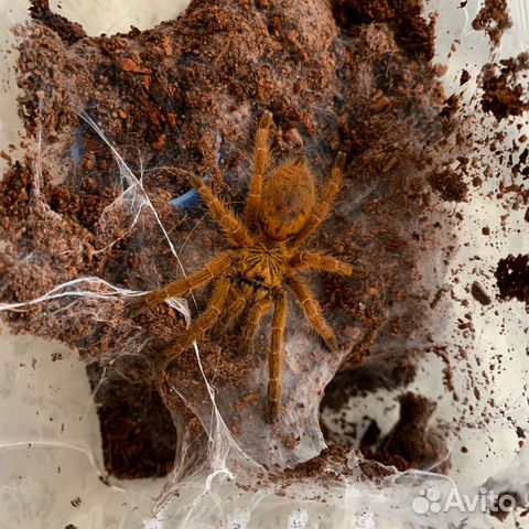 Pterinochilus murinus н/о