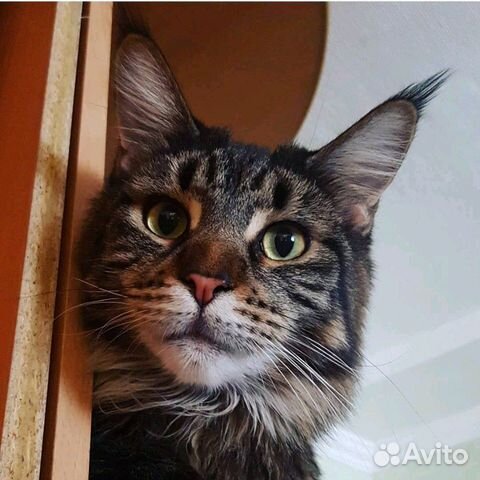 Отличная кошка, воспитанная