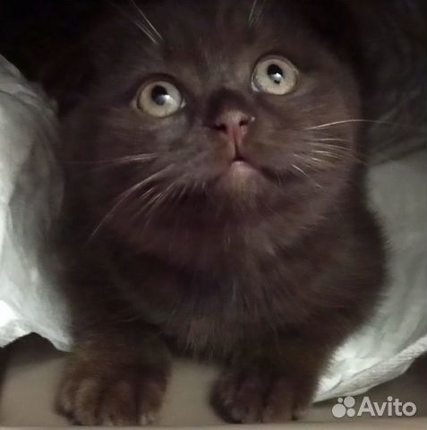 Чистокровные Scottish fold собственной персоной