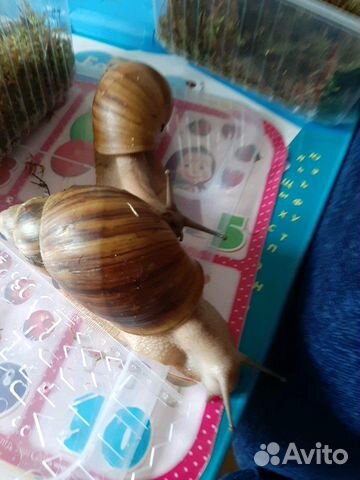 Архахатина Маргината Овум