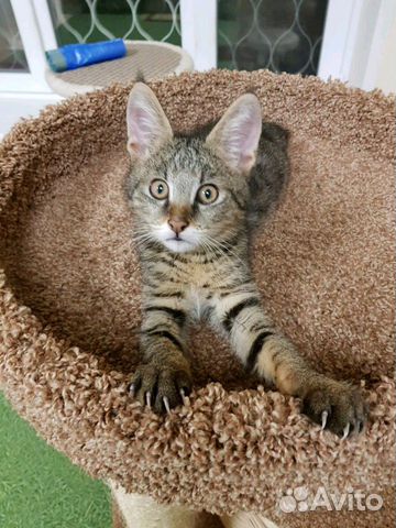 Чаузи ф1 котик очень большой