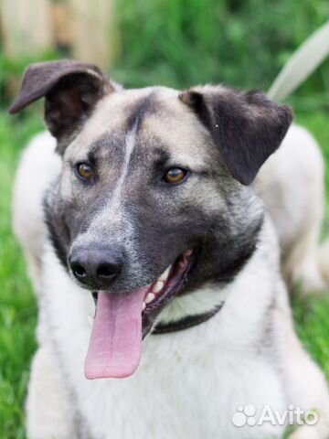 Собака Грей