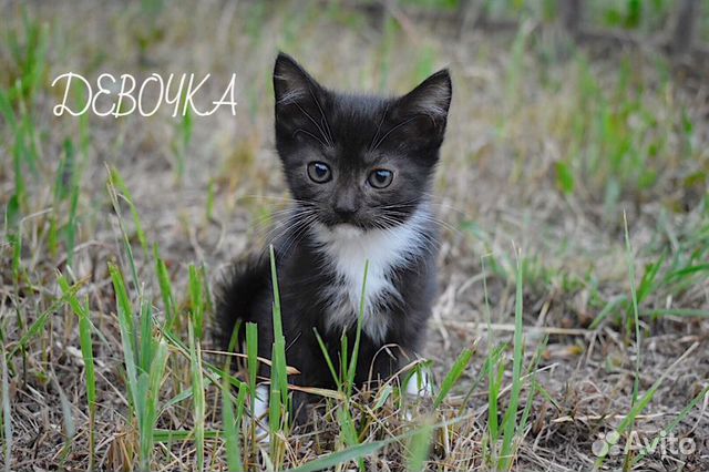 Чудные котята ищут дом