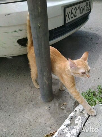 Нужен дом выброшенному которебенку