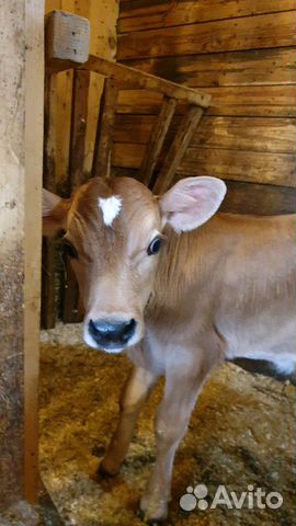 Бычок ч/п джерсейской породы