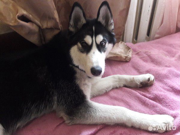 Продам чистокровную хаски