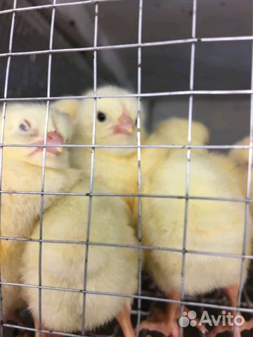 Цеплята кобб-500