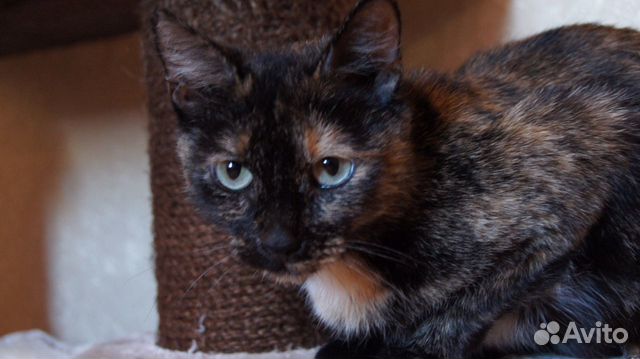 Кошка Матрешка