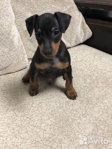 Щенки Цвергпинчера