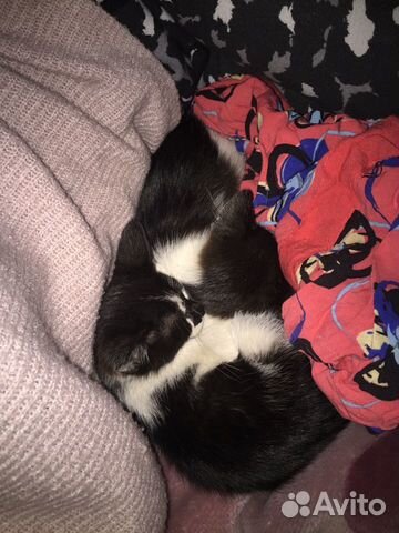 Два прекрасных мальчиков,котята