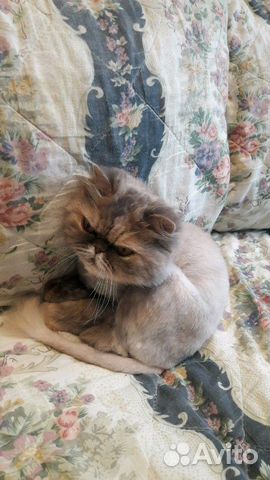 Кошка в добрые руки