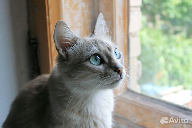 Прекрасная Венера ищет семью