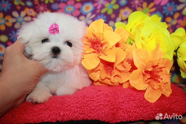 Кукольная мини девочка мальтийской болонки 2 мес