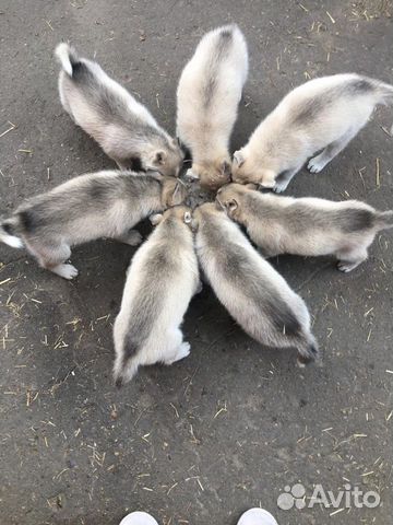 Сибирский хаски