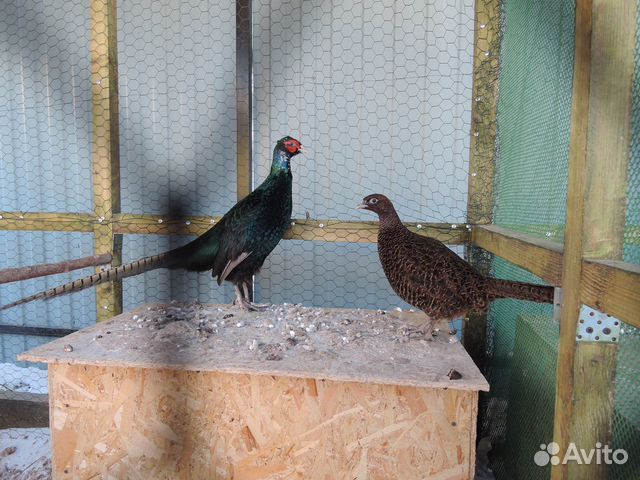 Фазаны румыны и охотничьи