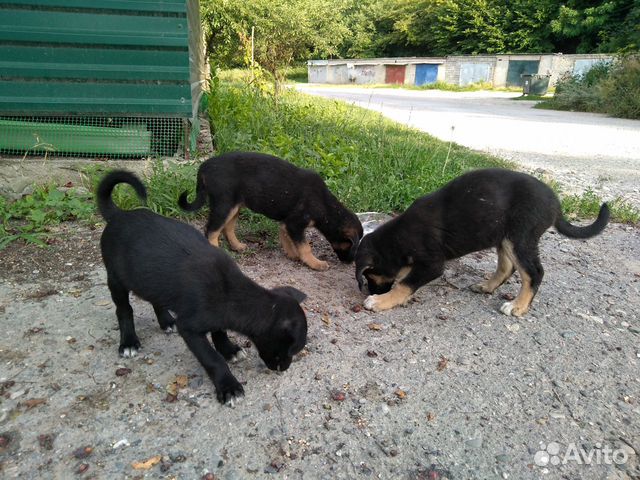 Щенята в хорошие руки