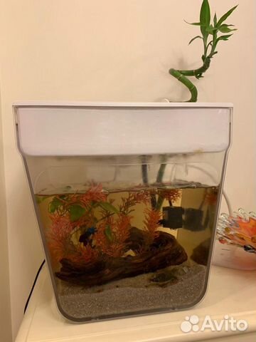 Акваферма с рыбкой петушком
