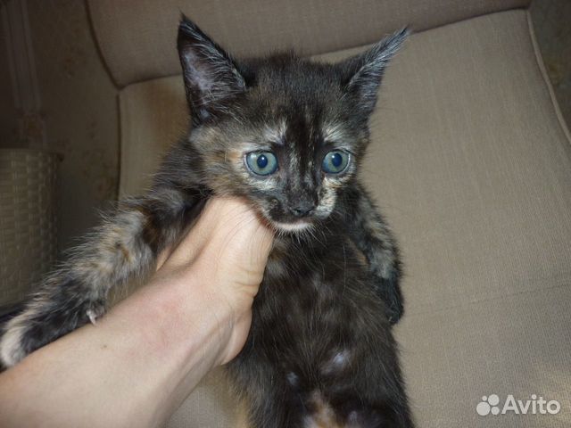 Трехцветный котенок ("черепаховый" окрас) 1,5 мес