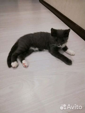 Котенок 3х месяцев