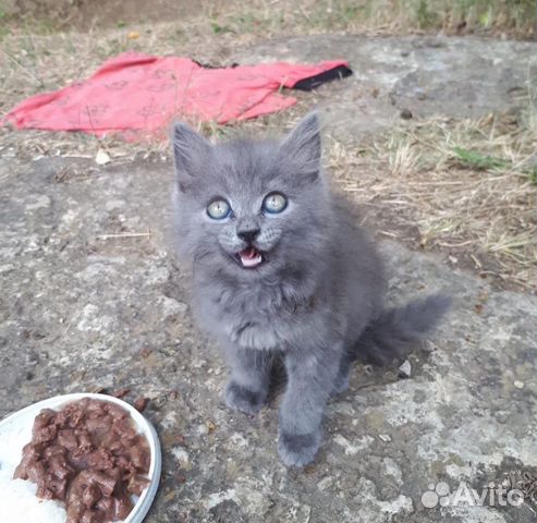 Красивейший котенок