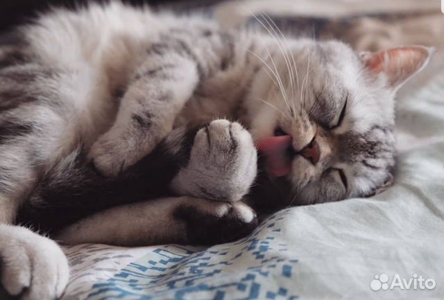 Кошка в добрые руки. Британская порода