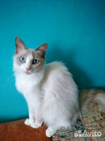 Котята рэгдолл