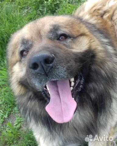 Щенки кавказской овчарки