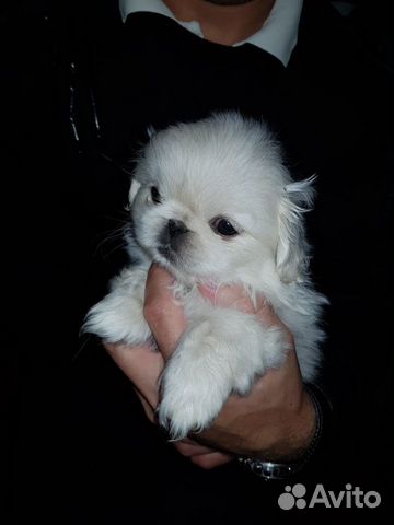 Щенки королевского пекинеса