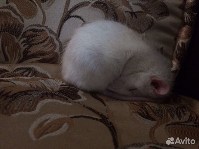 Крыски + клетка