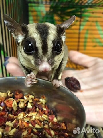 Сахарный поссум