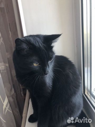 Отдам в добрые руки кошку