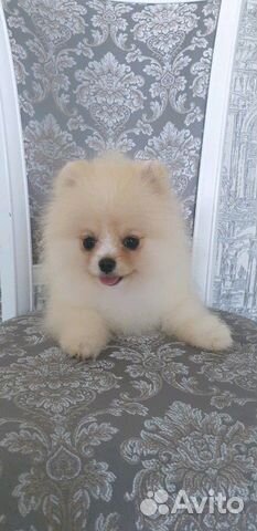 Мини мальчик померанчик