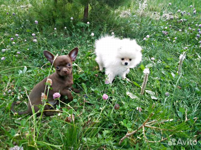 Щенок чихуахуа