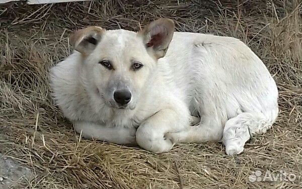 Собака