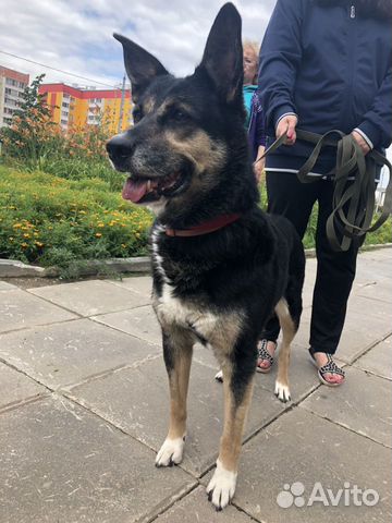 Собака Альма метис восточноевропейской овчарки