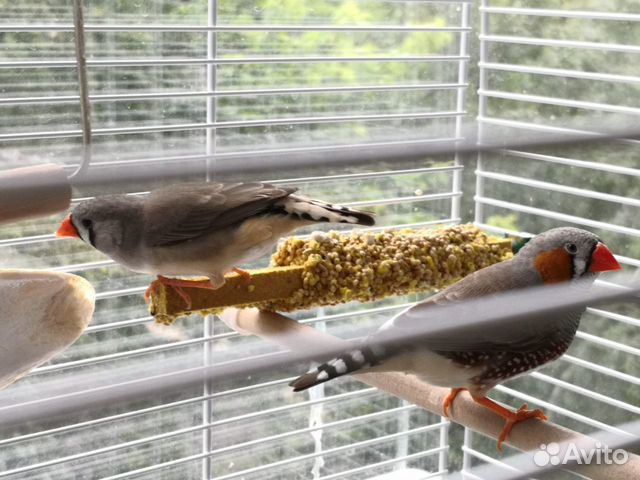 Амадины. Мальчик и девочка